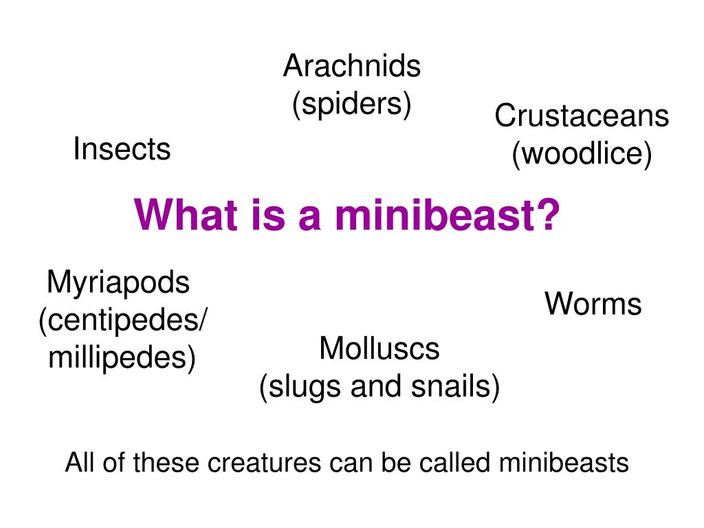 PPT - Minibeasts PowerPoint Presentation, free download - ID:2935598