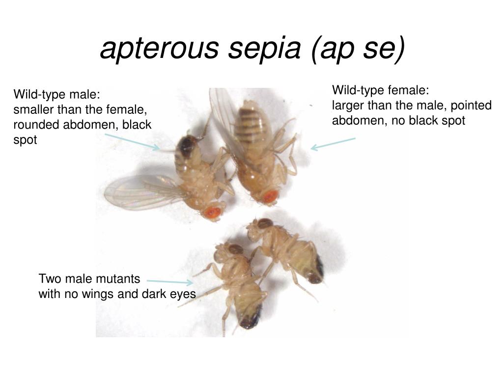 PPT - Female and male (wild-type) PowerPoint Presentation, free ...