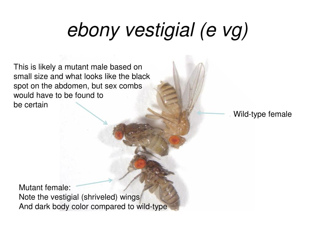 PPT - Female and male (wild-type) PowerPoint Presentation, free ...