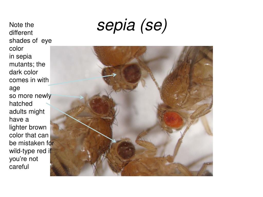 PPT - Female and male (wild-type) PowerPoint Presentation, free ...