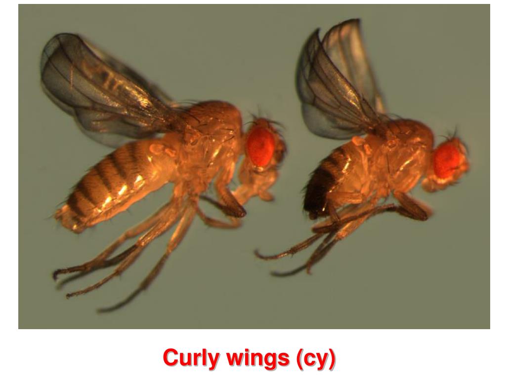 PPT - Female and male (wild-type) PowerPoint Presentation, free ...