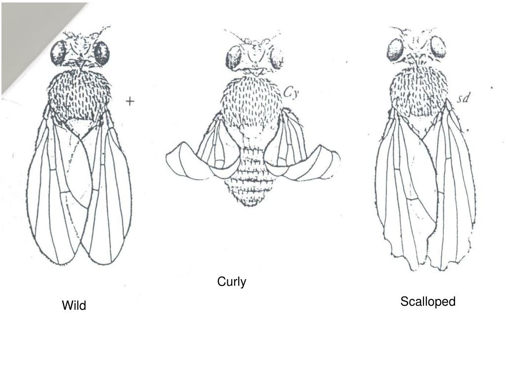 PPT - Female and male (wild-type) PowerPoint Presentation, free ...