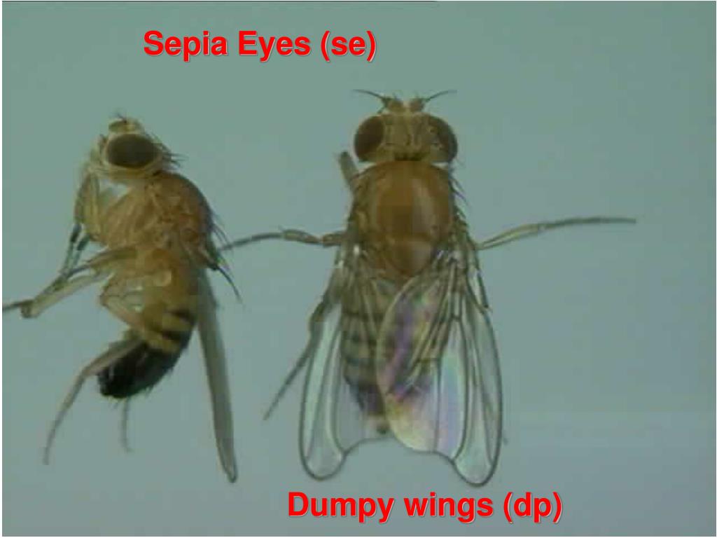 PPT - Female and male (wild-type) PowerPoint Presentation, free ...