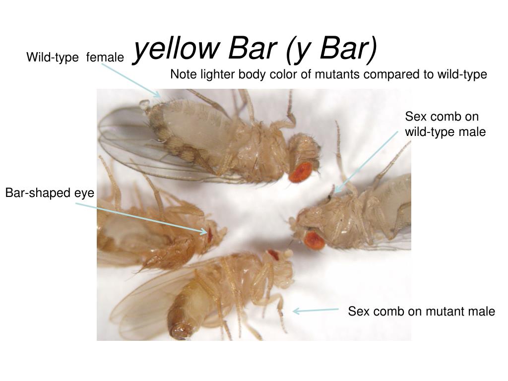 PPT - Female and male (wild-type) PowerPoint Presentation, free ...