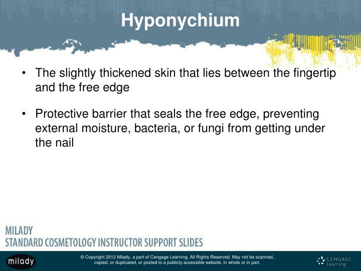 PPT - Chapter 9 Nail Structure and Growth PowerPoint Presentation - ID ...