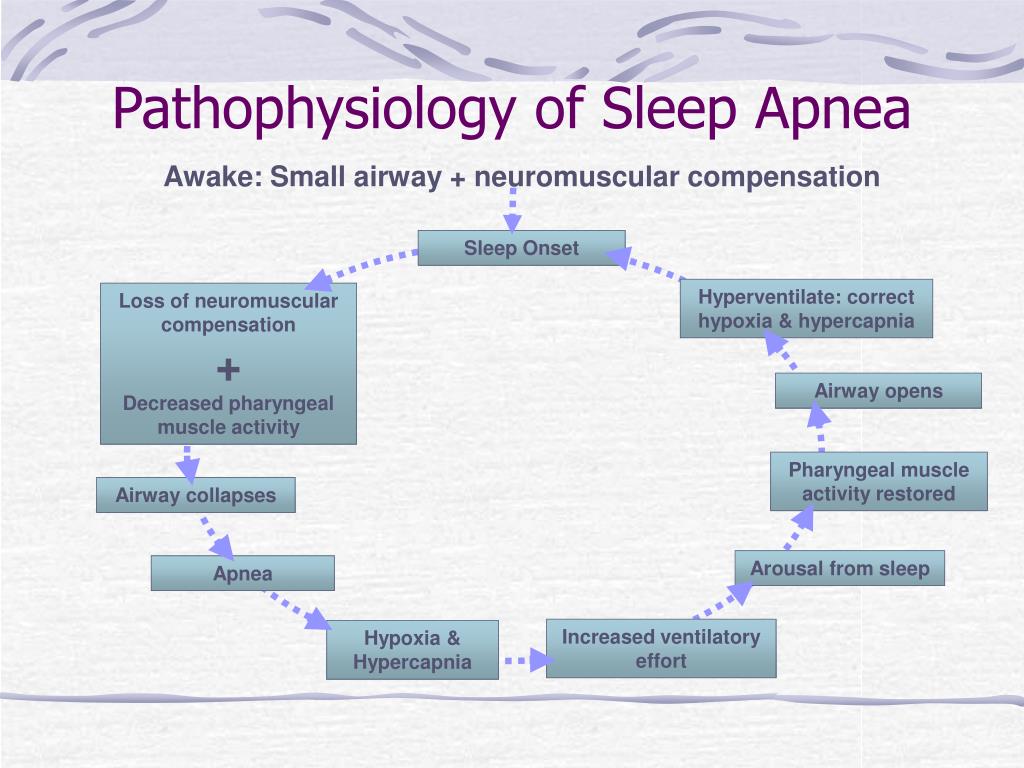 Ppt Perioperative Management Of The Sleep Apnea Patient Powerpoint