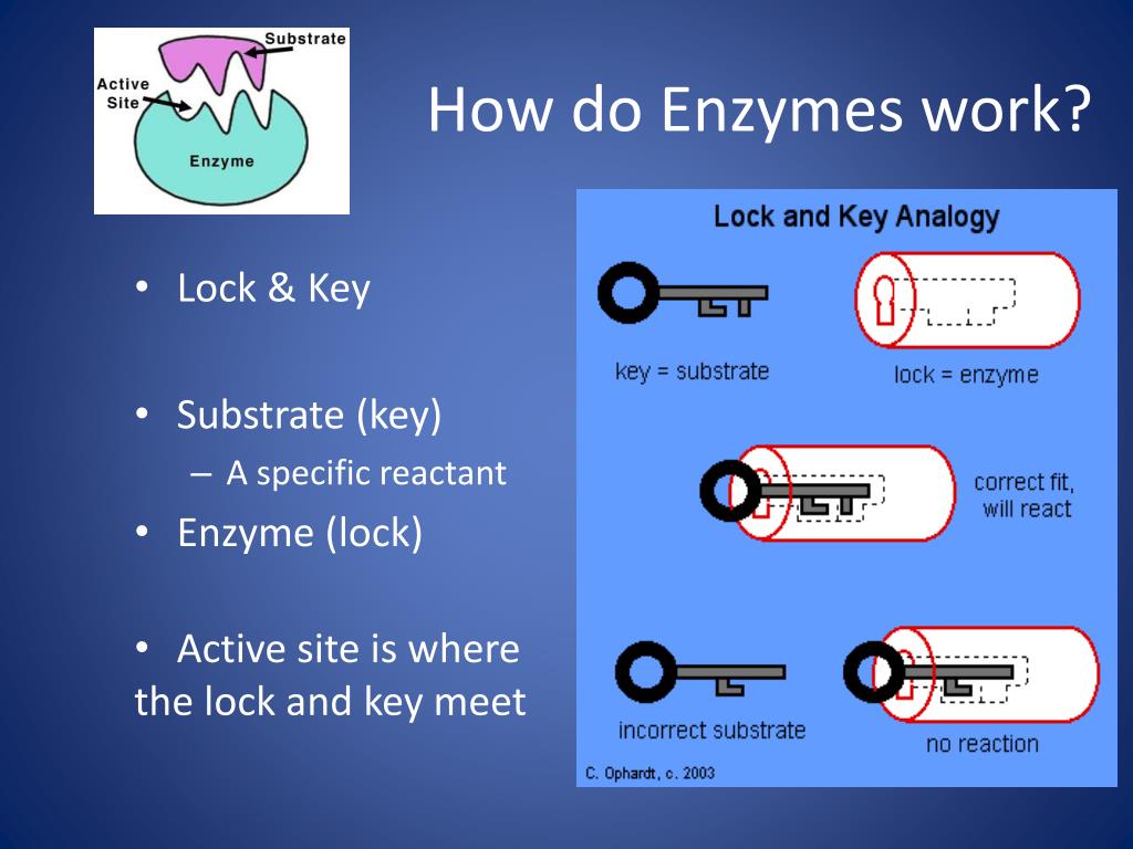 Ppt Enzymes Powerpoint Presentation Free Download Id 2936773