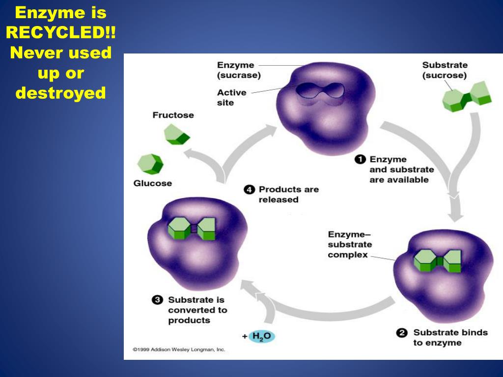 Ppt Enzymes Powerpoint Presentation Free Download Id 2936773