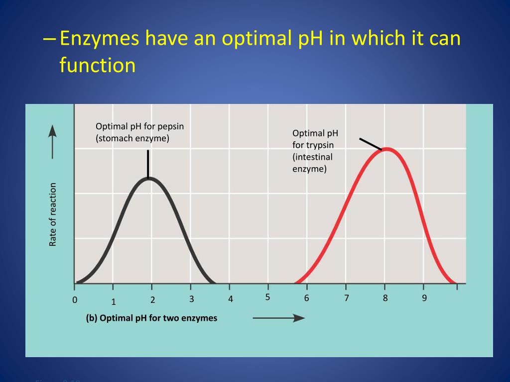 Ppt Enzymes Powerpoint Presentation Free Download Id 2936773
