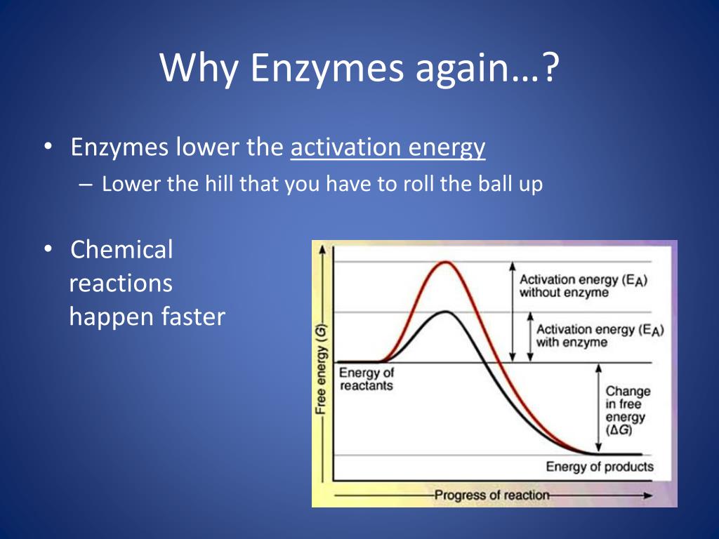 Ppt Enzymes Powerpoint Presentation Free Download Id 2936773