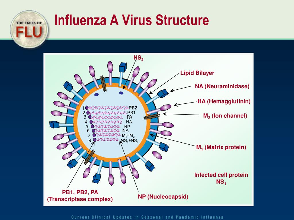 PPT - Influenza A Virus Structure PowerPoint Presentation, free ... PPT - Influenza A Virus Structure PowerPoint Presentation, free ...