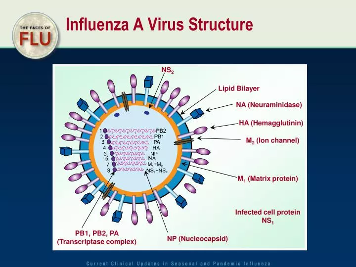 PPT - Influenza A Virus Structure PowerPoint Presentation, free ...