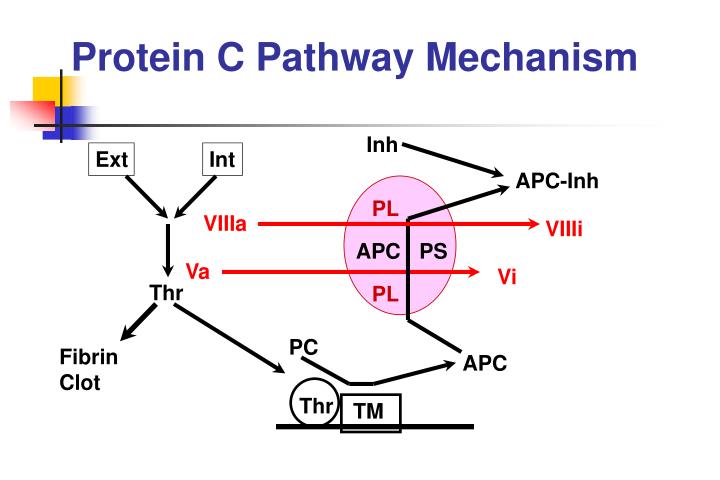 PPT - Fibrinolytic System of Hemostasis PowerPoint Presentation - ID ...
