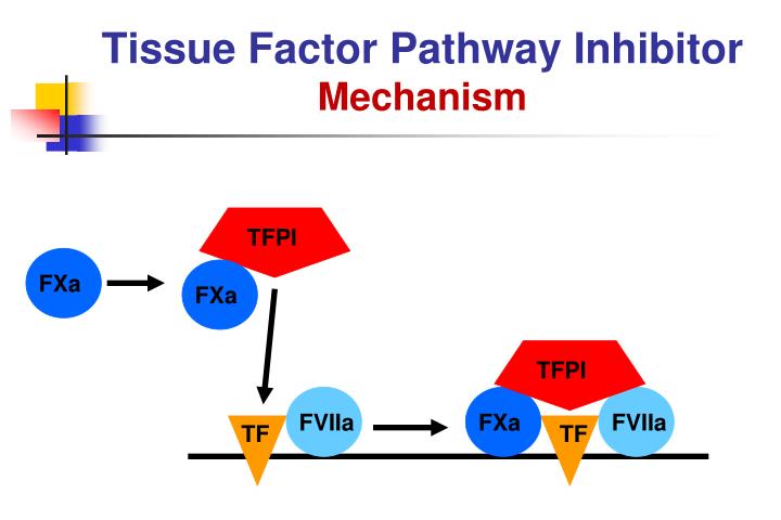 PPT - Fibrinolytic System of Hemostasis PowerPoint Presentation - ID ...