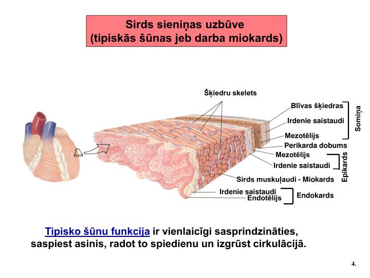 PPT - Asinsrites sistēmas funkcijas PowerPoint Presentation - ID:2937614