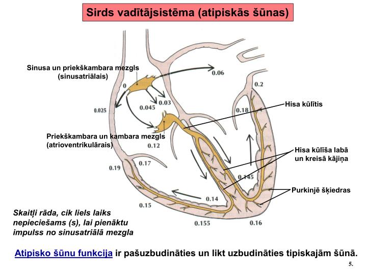 PPT - Asinsrites sistēmas funkcijas PowerPoint Presentation - ID:2937614