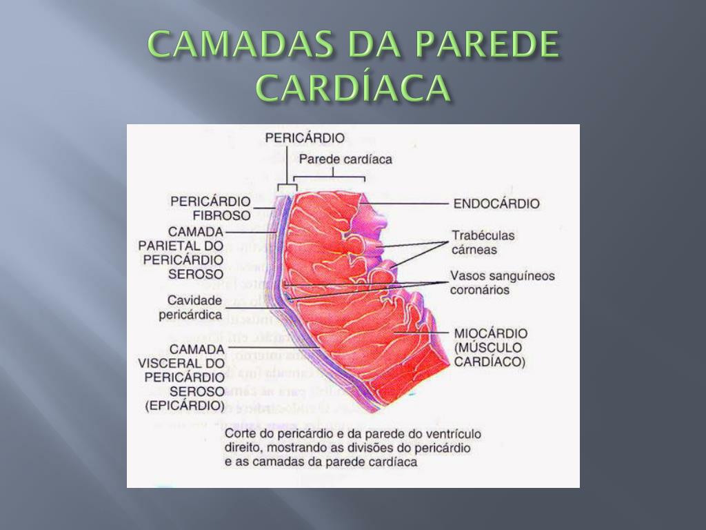 PPT - ANATOMO-FISIOLOGIA CARDIOVASCULAR PowerPoint Presentation, free ...