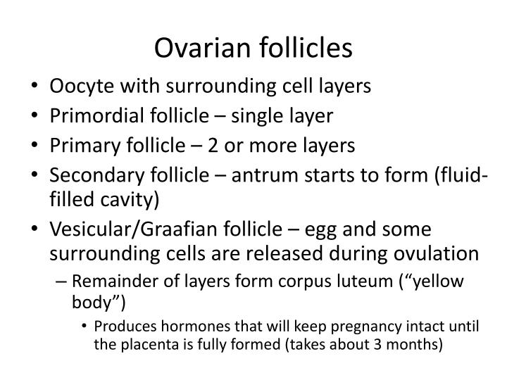 PPT - Chapter 26 – The Reproductive System (part II) PowerPoint ...