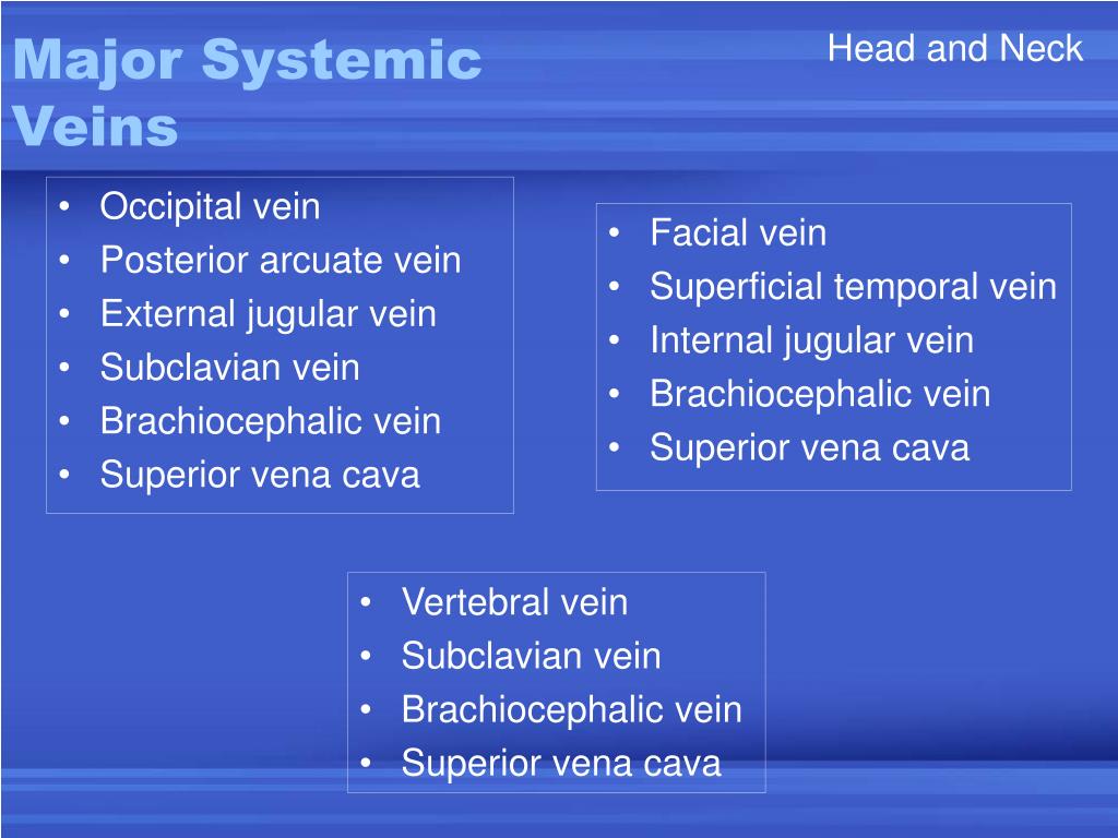 PPT - Functional Anatomy of Blood Vessels PowerPoint Presentation, free ...