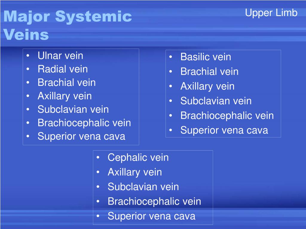 PPT - Functional Anatomy of Blood Vessels PowerPoint Presentation, free ...