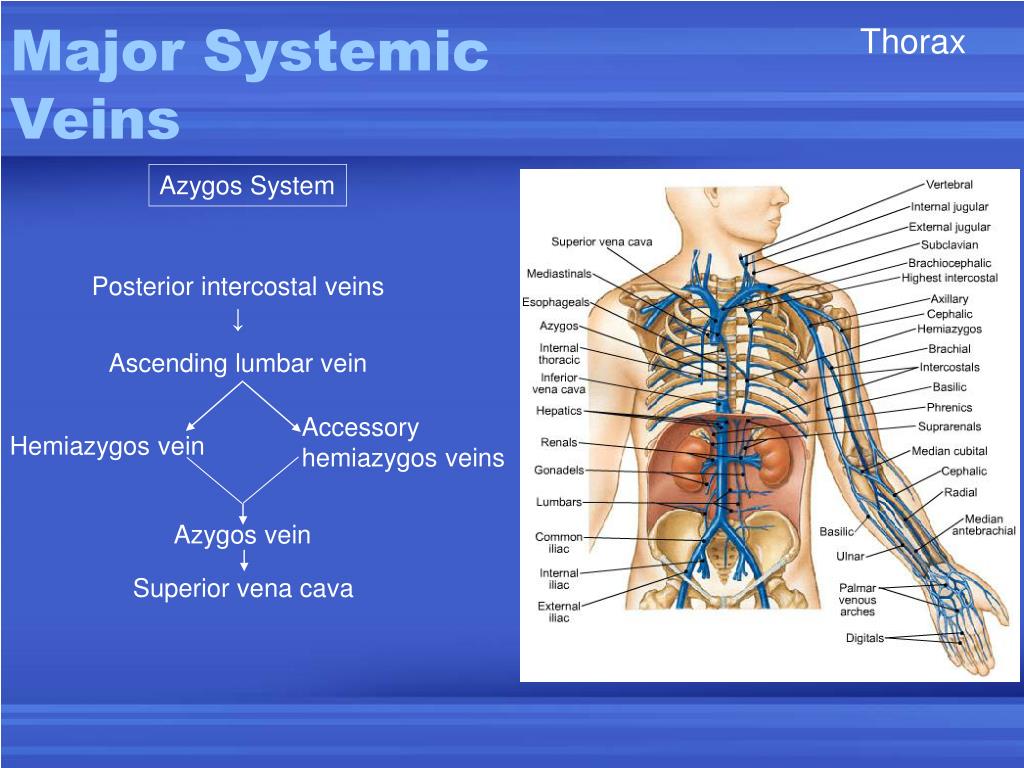 PPT - Functional Anatomy of Blood Vessels PowerPoint Presentation, free ...