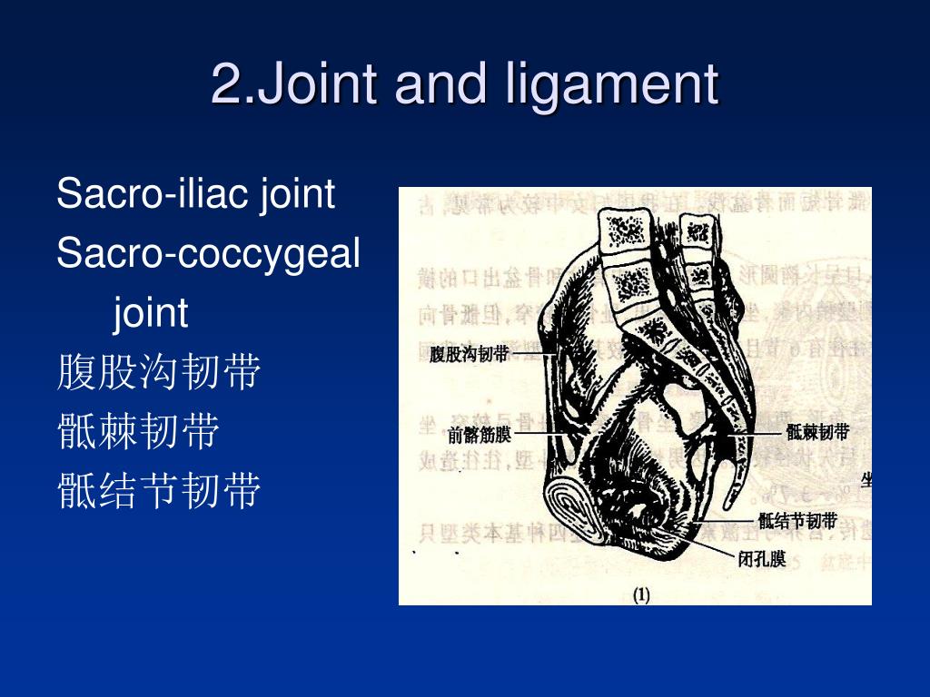 PPT - Anatomy of Female reproductive system PowerPoint Presentation ...