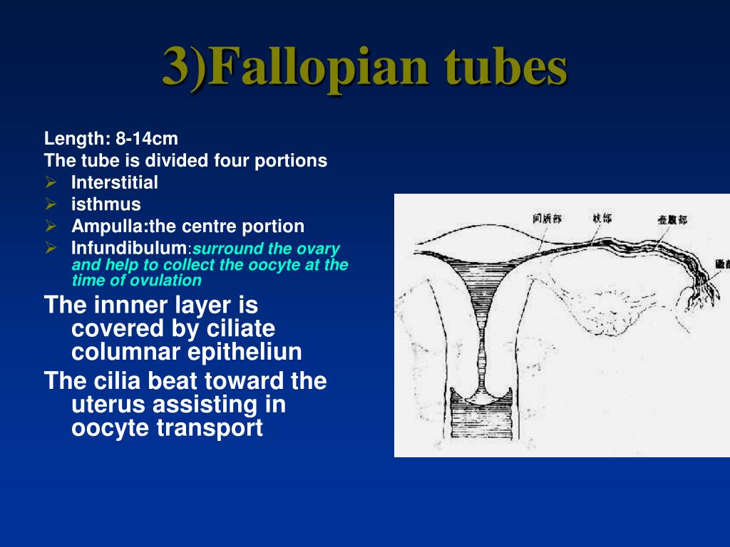 PPT - Anatomy of Female reproductive system PowerPoint Presentation ...