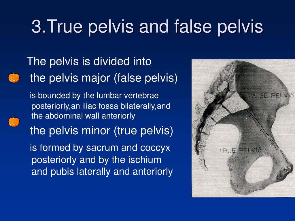 PPT - Anatomy of Female reproductive system PowerPoint Presentation ...