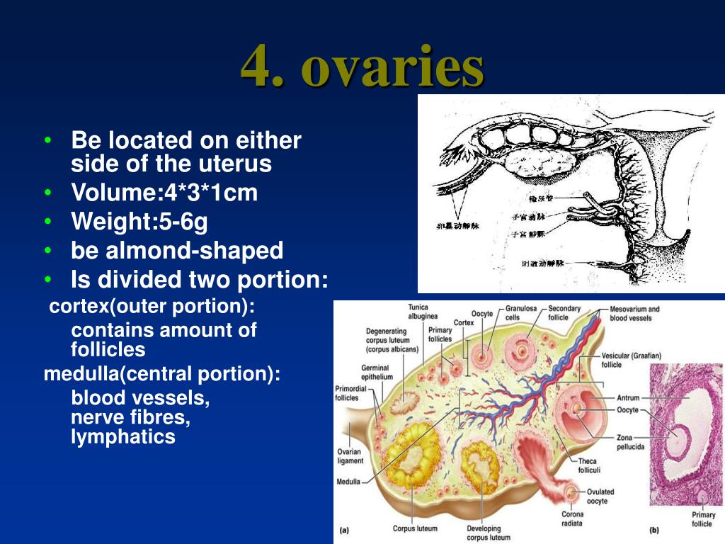 PPT - Anatomy of Female reproductive system PowerPoint Presentation ...