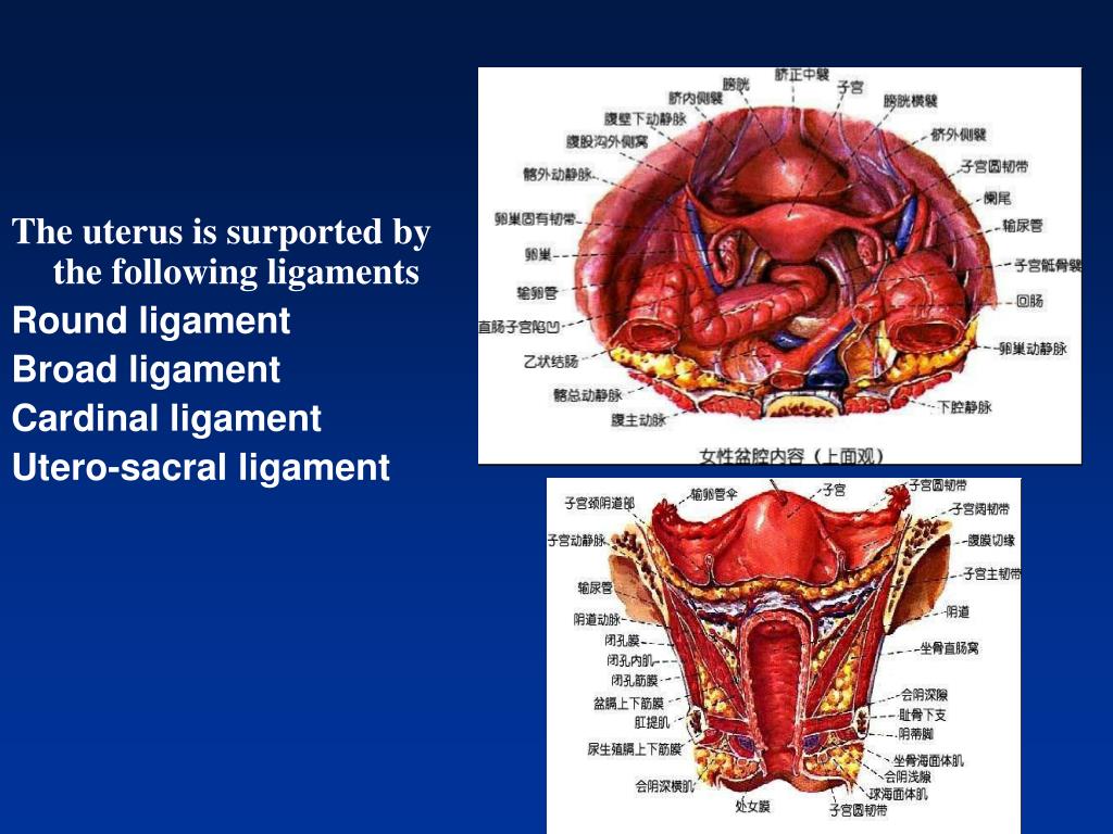 PPT - Anatomy of Female reproductive system PowerPoint Presentation ...