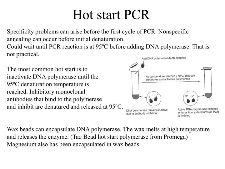PPT - Amplification of DNA using the Polymerase Chain Reaction (PCR ...