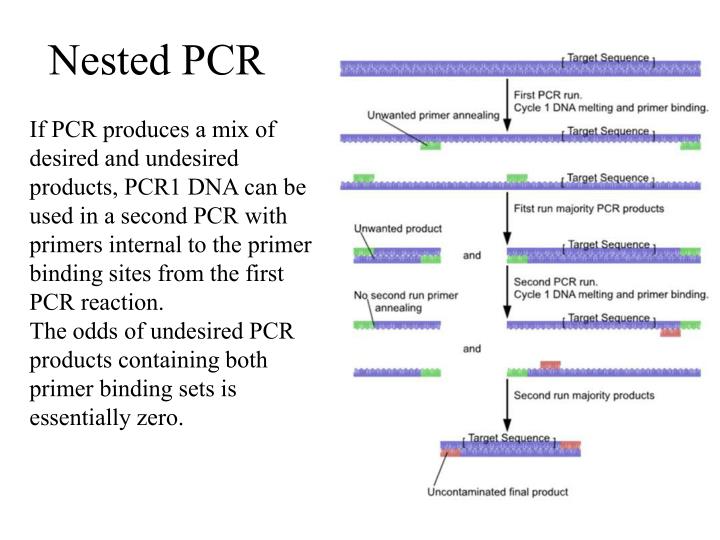 PPT - Amplification of DNA using the Polymerase Chain Reaction (PCR ...