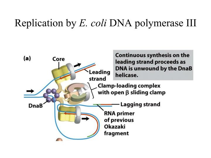 PPT - Amplification of DNA using the Polymerase Chain Reaction (PCR ...