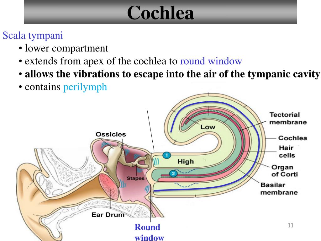 Cochlea Function