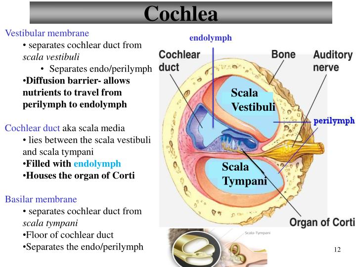 PPT - 50: 12.3 Clinical Application Smell and Taste Disorders 54: Lab ...