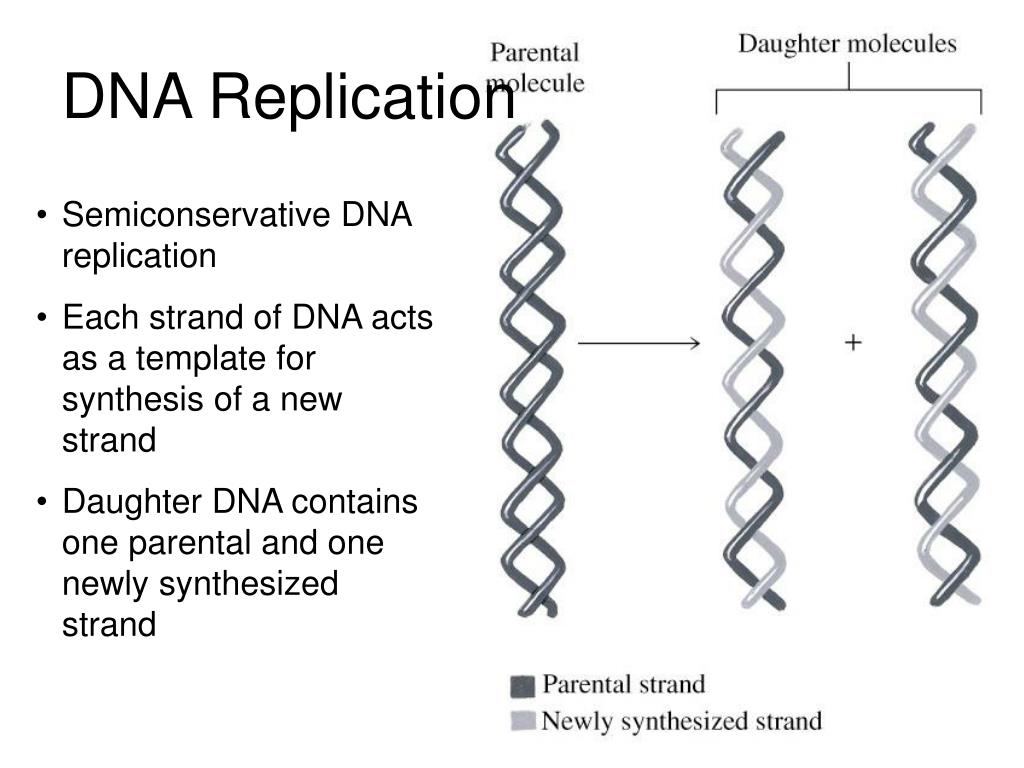 Ppt Dna Replication Powerpoint Presentation Free Download Id 2938149