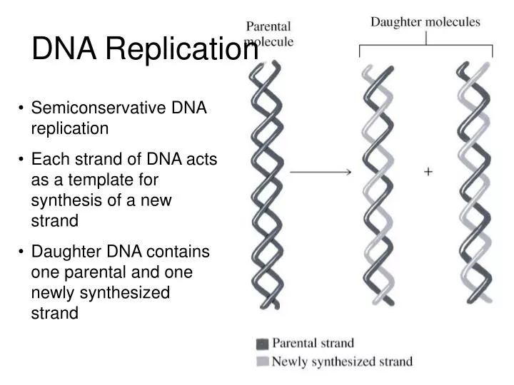 PPT - DNA Replication PowerPoint Presentation, free download - ID:2938149