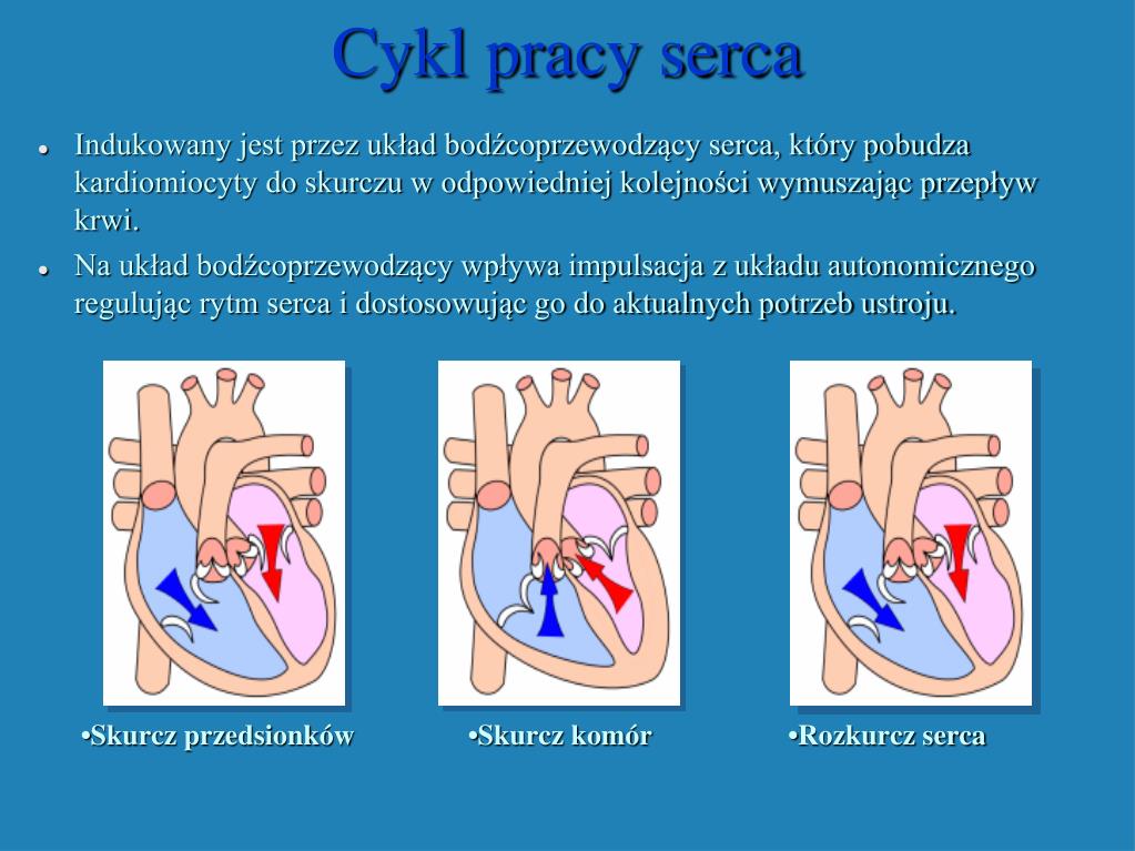 PPT - Serce człowieka i jego praca w organizmie PowerPoint Presentation ...