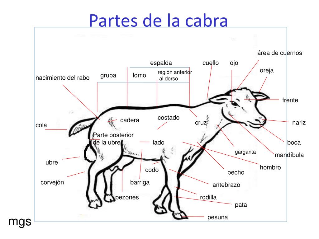 PPT - Organizaci ón Nacional PowerPoint Presentation, free download - ID:2938354