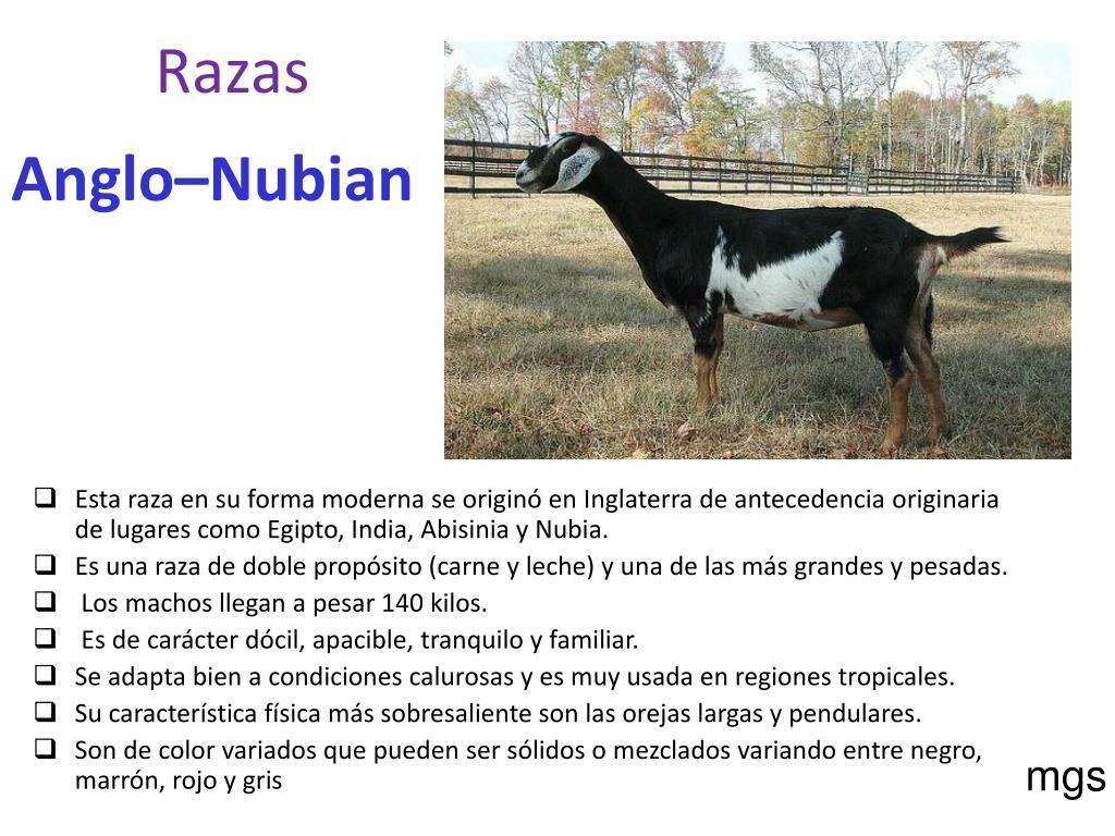 PPT - Organizaci ón Nacional PowerPoint Presentation, free download ...