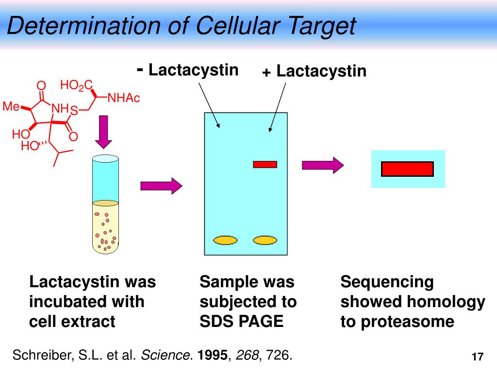 PPT - Lactacystin: An Inhibitor in the Ubiquitin Proteasome Pathway ...