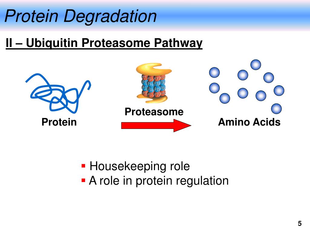 PPT - Lactacystin: An Inhibitor in the Ubiquitin Proteasome Pathway PowerPoint Presentation - ID ...