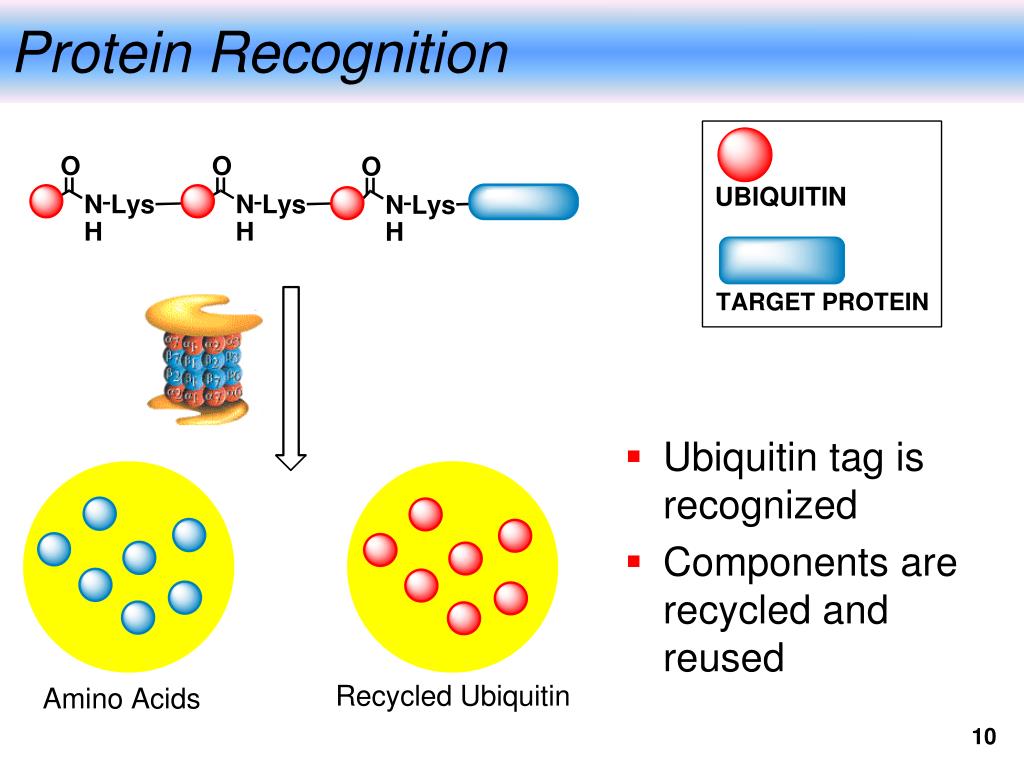 PPT - Lactacystin: An Inhibitor in the Ubiquitin Proteasome Pathway ...