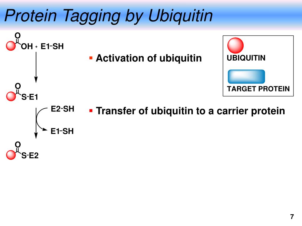PPT - Lactacystin: An Inhibitor in the Ubiquitin Proteasome Pathway ...