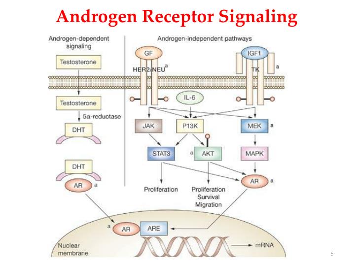 PPT - GONADAL HORMONES: ESTROGENS AND ANDROGENS Synthesis, Metabolism ...