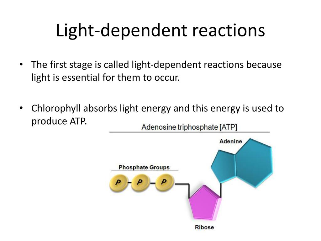 PPT - Aerobic cell respiration: glucose + oxygen carbon dioxide + water ...