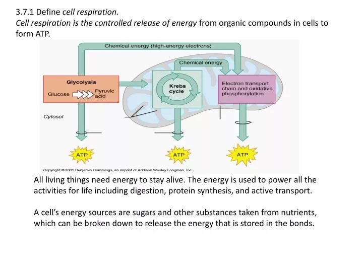 PPT - Aerobic cell respiration: glucose + oxygen carbon dioxide + water ...