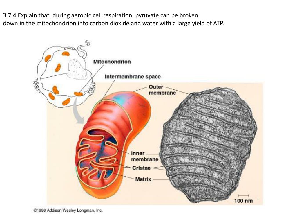 PPT - Aerobic cell respiration: glucose + oxygen carbon dioxide + water ...