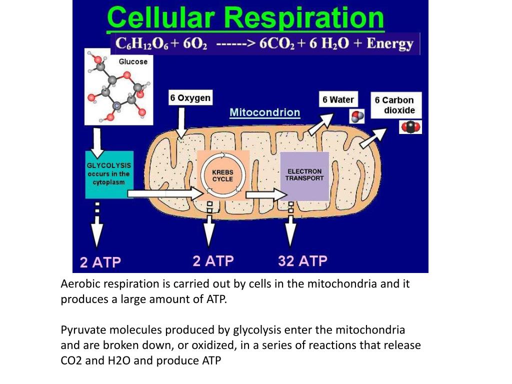PPT - Aerobic cell respiration: glucose + oxygen carbon dioxide + water ...