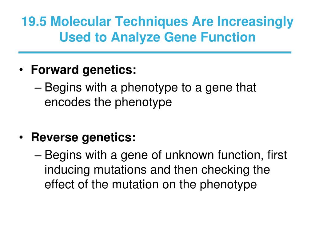 PPT - 19.1 Techniques of Molecular Genetics Have Revolutionized Biology ...
